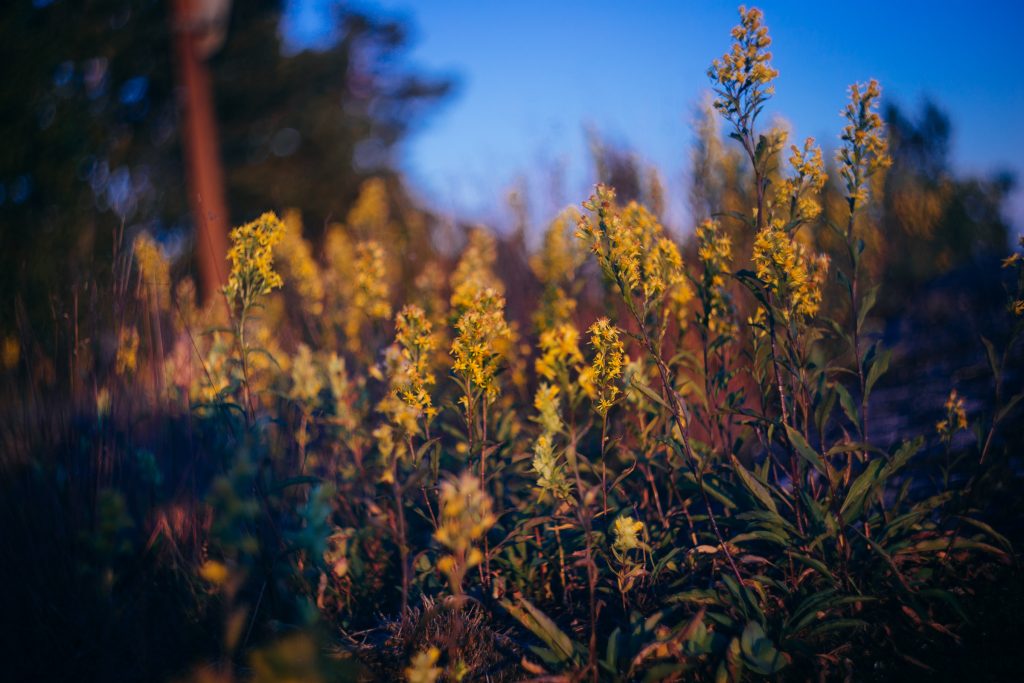 Helios 44-2 review for travel photography, best beginner’s vintage lens ...
